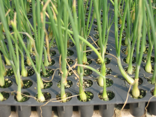 Productos Hortícolas – Planters Taches