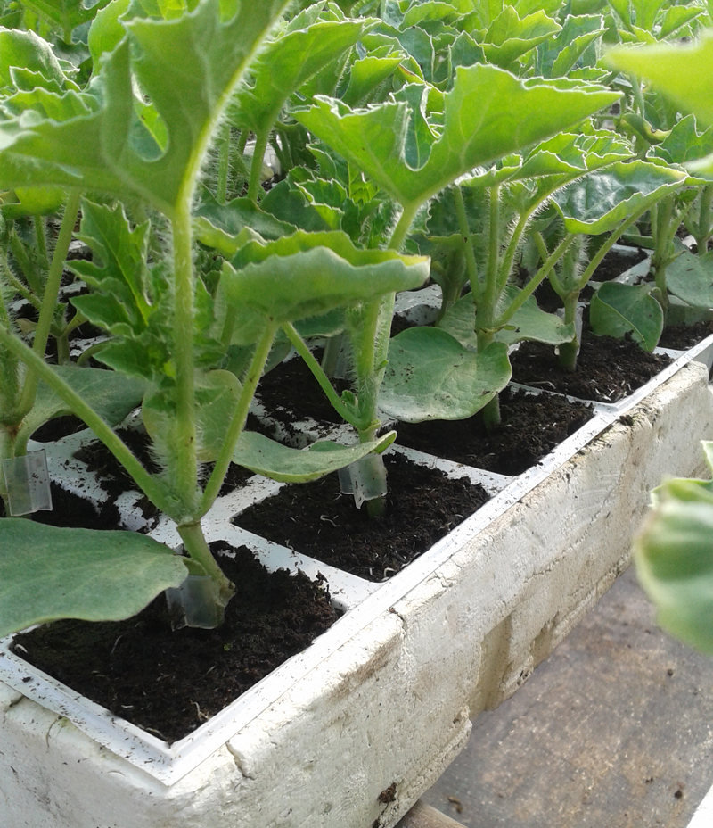 injerto-sandia – Planters Taches