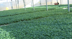 Productos Hortícolas – Planters Taches