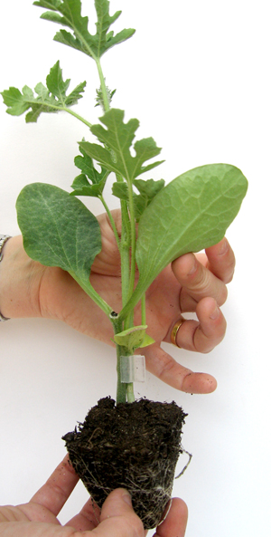 Productos Hortícolas – Planters Taches